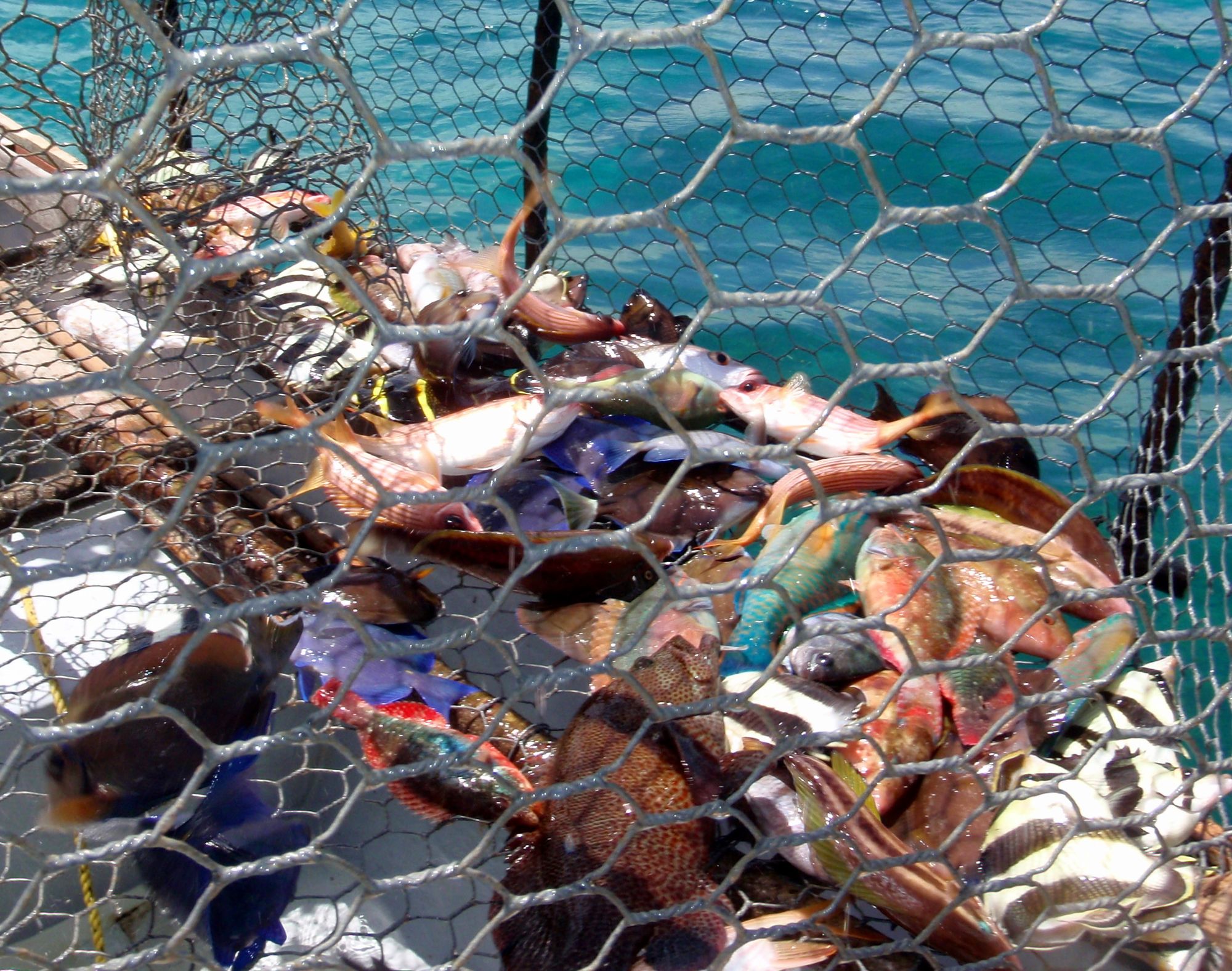 Fishing gear of Barbados