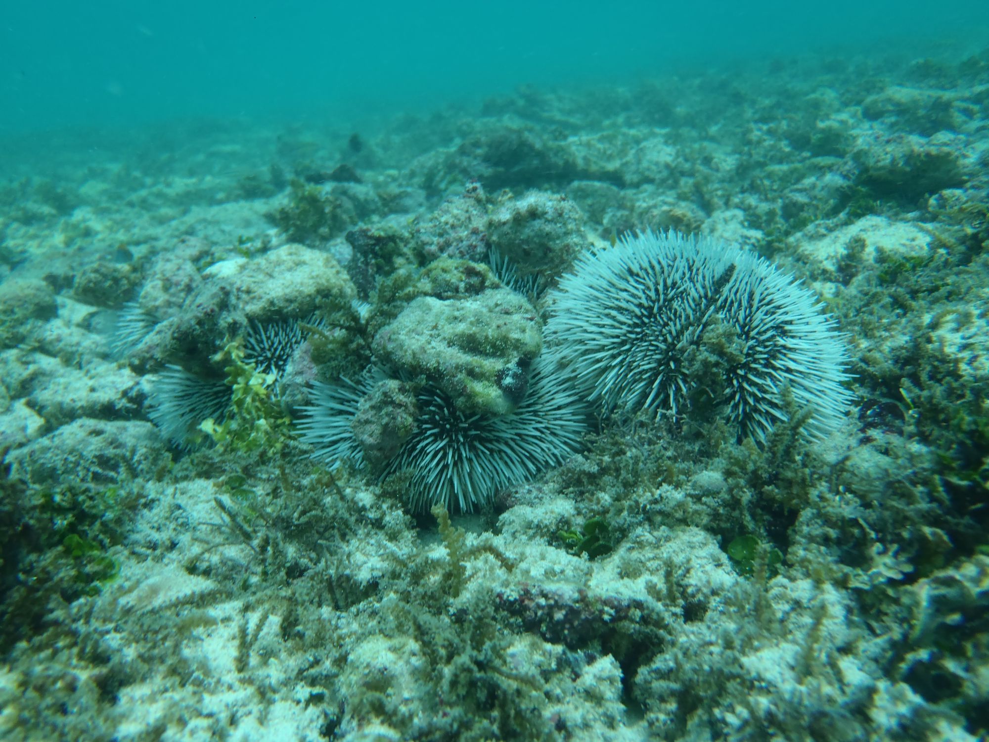 Sea egg season remains closed
