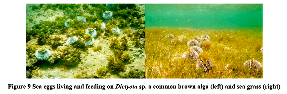 Sea egg Biology and Management