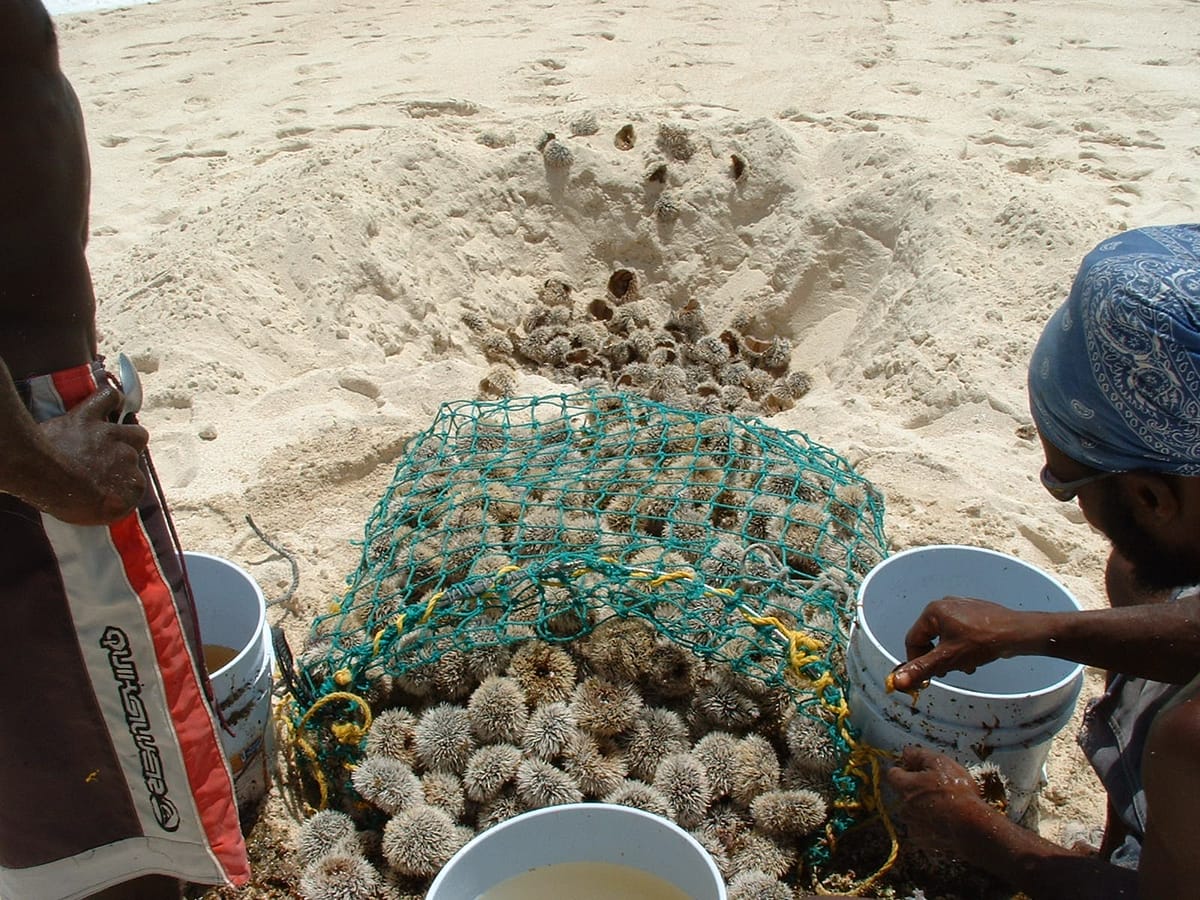 Barbados sea eggs, past, present and future