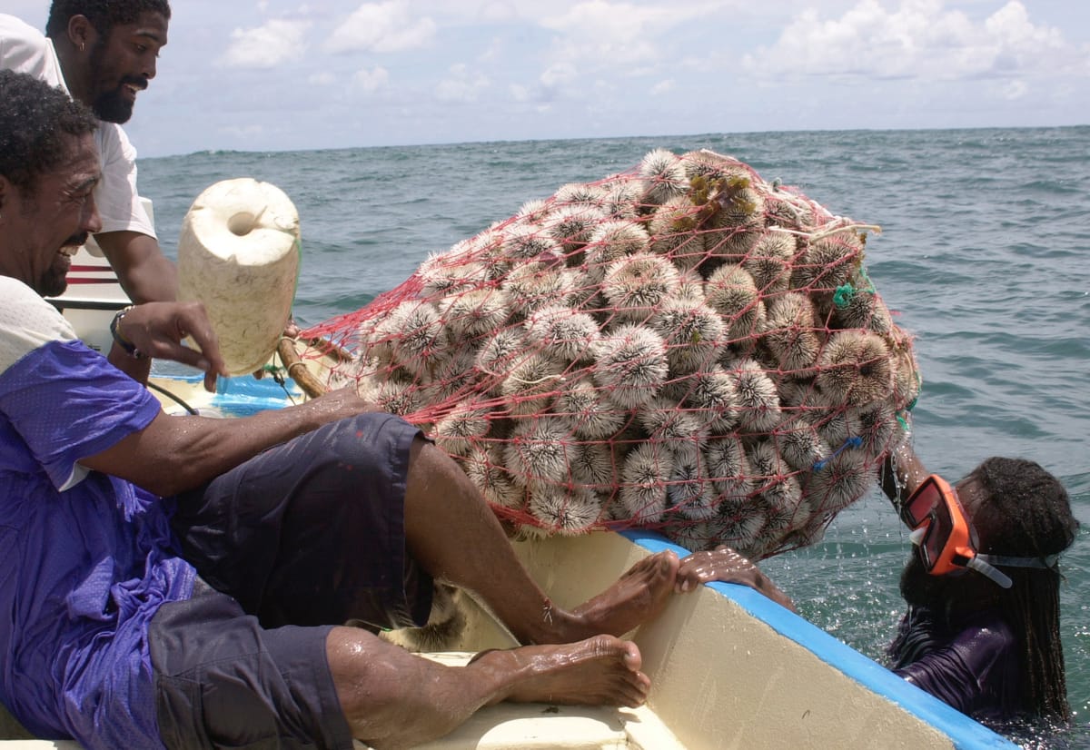 Sea egg Biology and Management